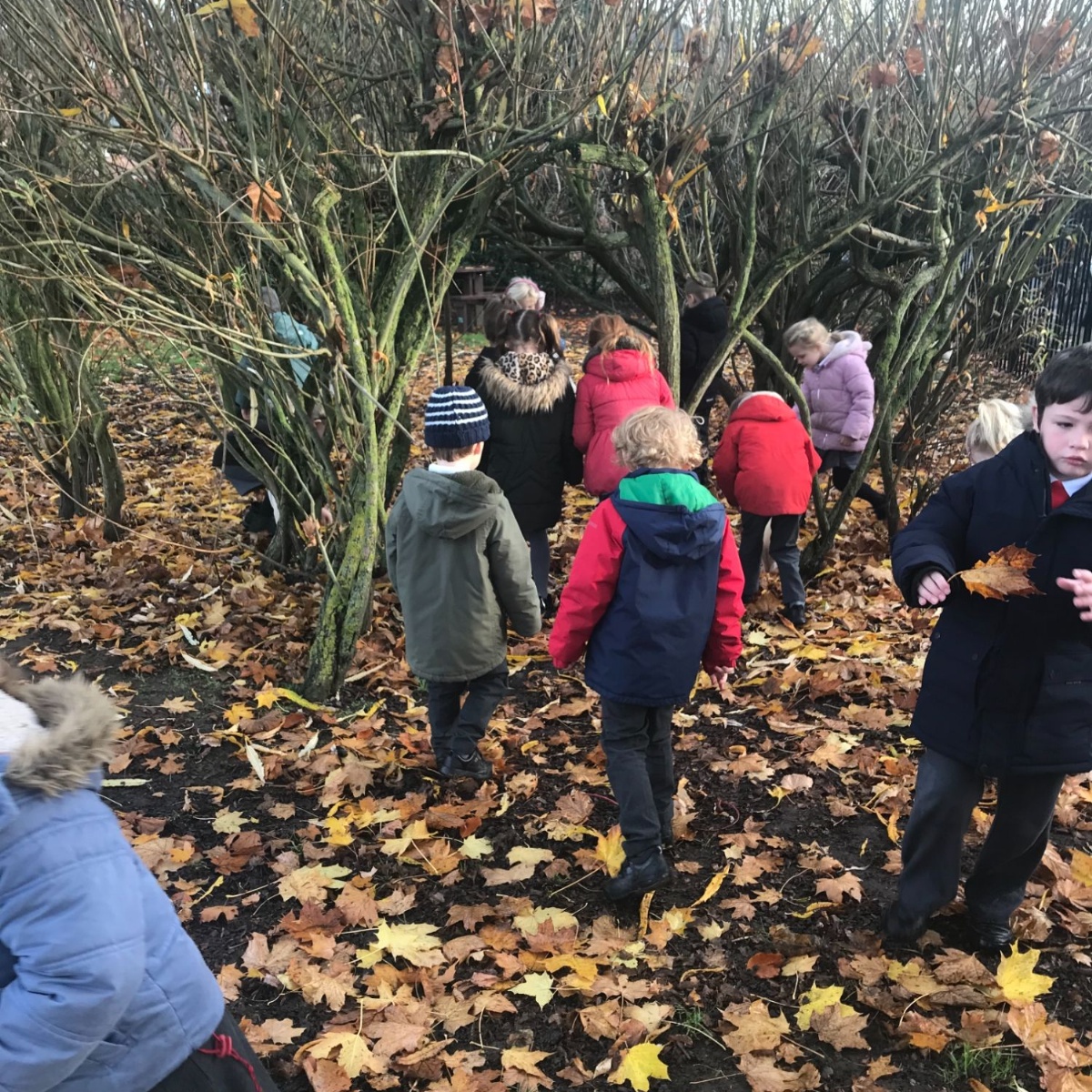 Halam C of E Primary School - Collecting leaves.